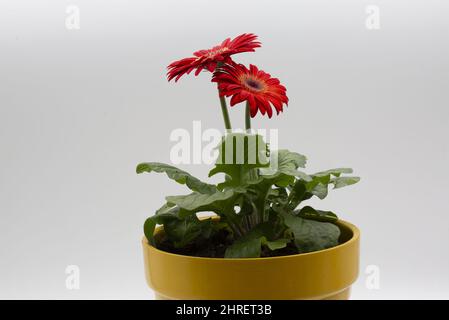 Closeup of two yellow blossom Barberton daisy flowers on a brown pot ...