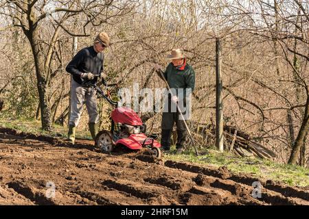 Two elderly men tilling ground soil with a rototiller in the garden ...
