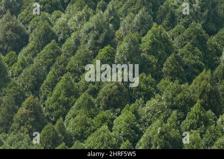 High angle shot of beautiful trees in a forest - great for a natural ...