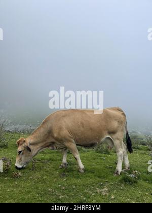 A vertical shot of a beige cow grazing in a farm during daytime Stock ...