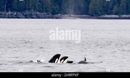 Endangered Southern Resident Killer Whales off San Juan Island Stock Photo - Alamy