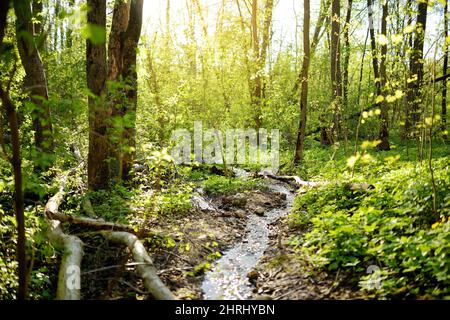 Narrow stream winding throught the dense green forest in early spring ...