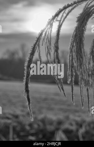 Grayscale shot of the branches of spruce trees covered with fresh snow ...