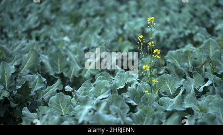 Close up of yellow Sinapis arvensis flowers growing in natural field ...