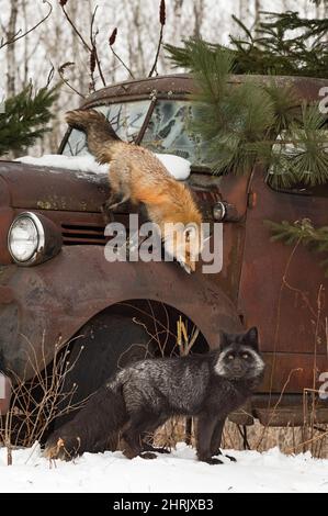 Silver and Red Fox (Vulpes vulpes) by Old Truck in Woods Winter ...