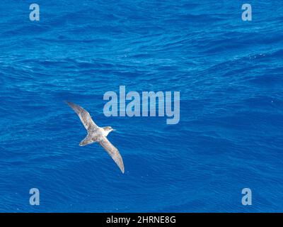 Gray Petrel, Procellaria cinerea, a tubenose seabird in the southern ...