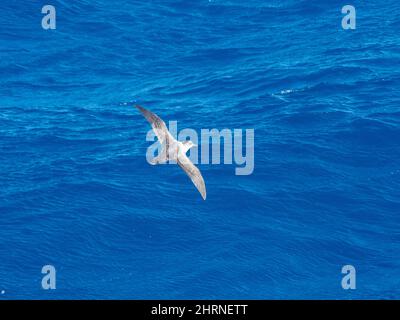 Gray Petrel, Procellaria cinerea, a tubenose seabird in the southern ...
