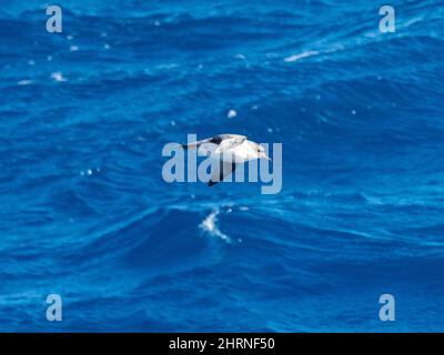 Gray Petrel, Procellaria cinerea, a tubenose seabird in the southern ...
