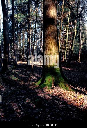 Beech Tree Forest, Chiemgau, Upper Bavaria, Germany Stock Photo - Alamy