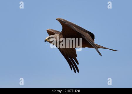 Closeup of a Bat hawk flying in the air Stock Photo - Alamy