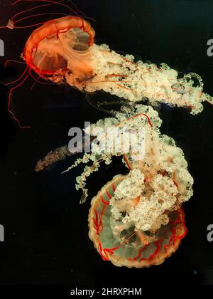 Vertical shot of a Jellyfish medusa. The aurelia acaleph Stock Photo ...