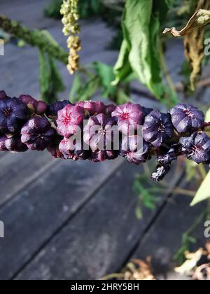 Phytolacca octandra (Inkweed) purple-black berries Stock Photo - Alamy