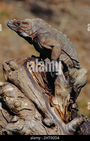 Rhinoceros iguana, Horned ground iguana is a reptile Iguana Stock Photo ...