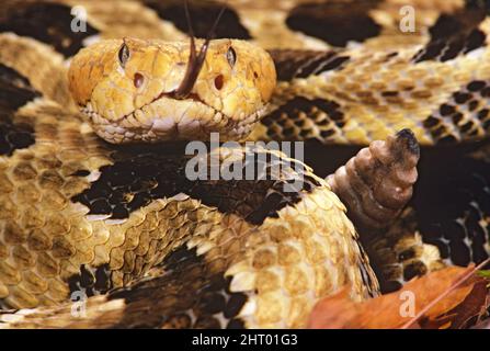 Timber Rattlesnake (Crotalus horridus) showing heat sensitive pits ...