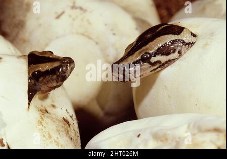 Burmese Python ( BIVITTATUS MOLURUS), eggs hatching. Clutch. two ...