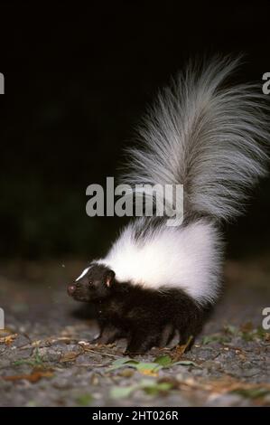 Striped Skunk (Mephitis mephitis) Mammalia Stock Photo - Alamy