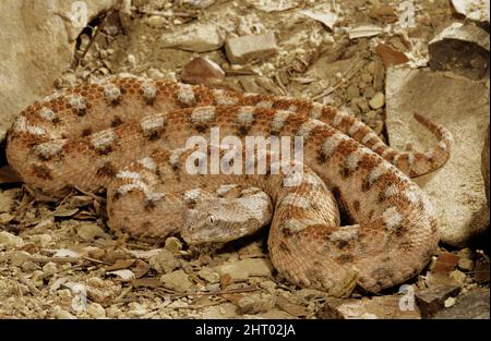 Painted Saw-scaled Viper (Echis coloratus Stock Photo - Alamy