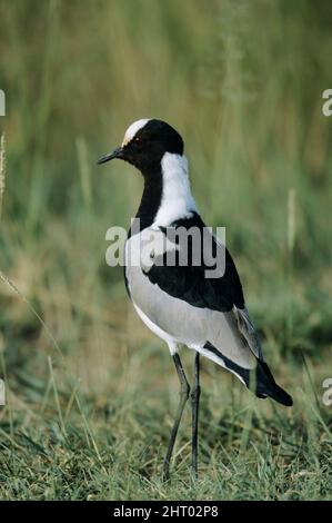 blacksmith plover, blacksmith Lapwing (Anitibyx armatus, Vanellus ...