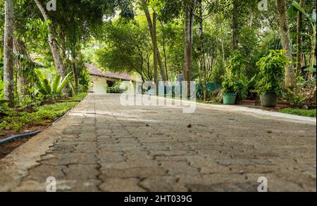 Brick pathway leading to the small house in the park with dense ...