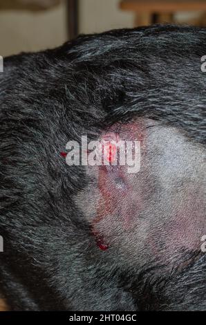 Superficial abscess in dogs. Close-up of the back of a large black dog ...