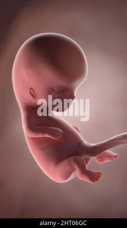 Human fetus at week 10, illustration Stock Photo - Alamy