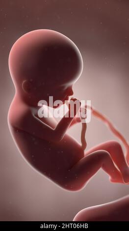 Human fetus at week 20, illustration Stock Photo - Alamy