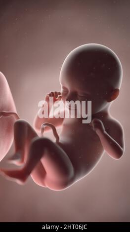 Human fetus at week 35, illustration Stock Photo - Alamy