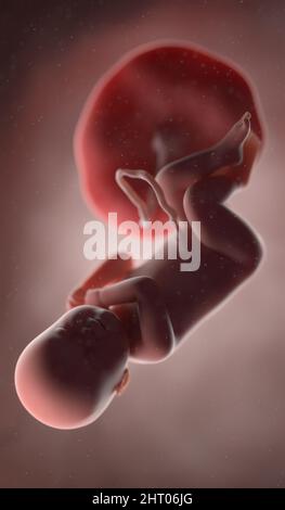 Human fetus at week 40, illustration Stock Photo - Alamy