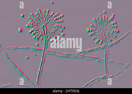 Aspergillus niger fungi, illustration Stock Photo - Alamy