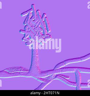 Hormographiella fungi, illustration Stock Photo - Alamy