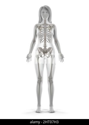 3D rendering illustration of the human skeleton Stock Photo - Alamy