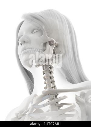 Upper back anatomy, illustration Stock Photo - Alamy