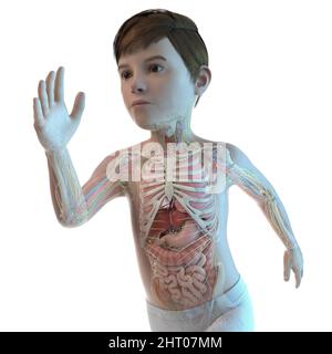 Illustration of a boy's upper body anatomy Stock Photo - Alamy