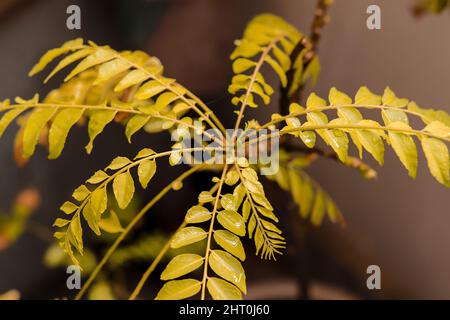Close-up shot of a Gleditsia plant growing on a branch Stock Photo - Alamy