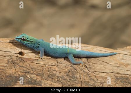 Turquoise Dwarf Gecko, William's Dwarf Gecko, Electric Blue Gecko ...