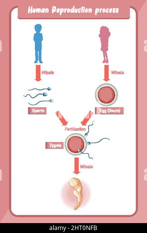 Diagram showing human reproduction process illustration Stock Vector ...