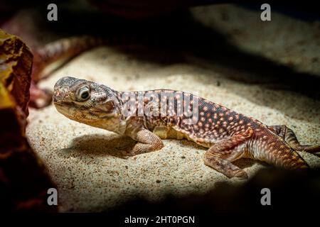 Close up of Central Netted Dragon (ctenophorus nuchalis Stock Photo - Alamy