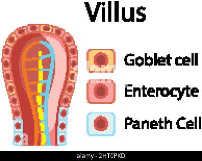 Diagram showing intestinal villus structure illustration Stock Vector ...