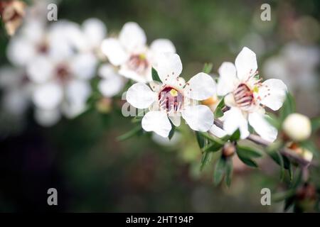 white Manuka (Leptospermum scoparium) flowers Stock Photo - Alamy