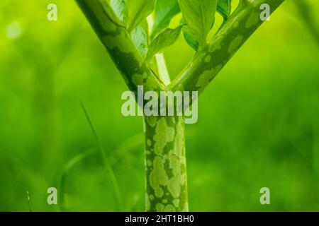Suran, Jimikand or Elephant foot yam is a tuber or corm of ...
