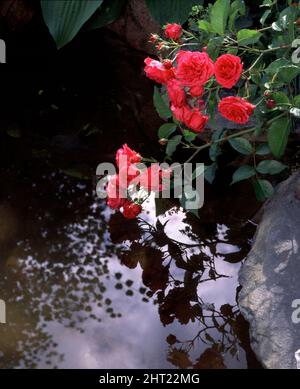 The rose 'Elmshorn' Stock Photo - Alamy