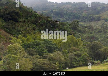 Typical vegetation of the area near Popayan, Colombia Stock Photo - Alamy