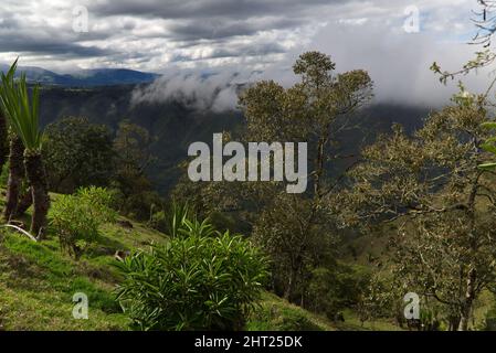 Typical vegetation of the area near Popayan, Colombia Stock Photo - Alamy