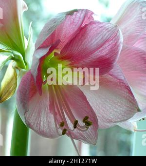Amaryllis 'Blushing Bride' Stock Photo - Alamy