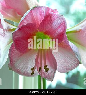 Amaryllis 'Blushing Bride' Stock Photo - Alamy