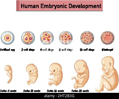 Human embryonic development in human infographic illustration Stock ...