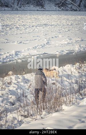 Man walking alaskan malamute in residential neighborhood Stock Photo ...
