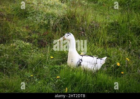 Island - Ente / Iceland - Duck / Anatidae Stock Photo - Alamy