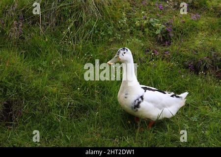 Island - Ente / Iceland - Duck / Anatidae Stock Photo - Alamy