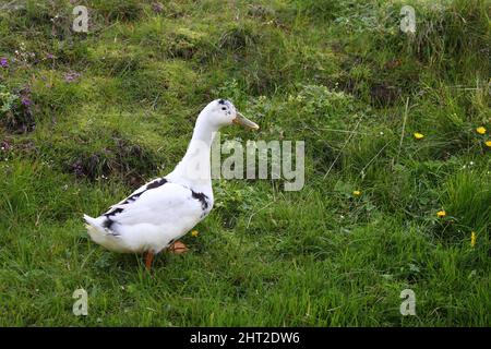 Island - Ente / Iceland - Duck / Anatidae Stock Photo - Alamy